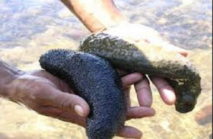 Inilah 19 Khasiat Gamat Menurut Sains Yang Ramai Orang Tak Tahu.