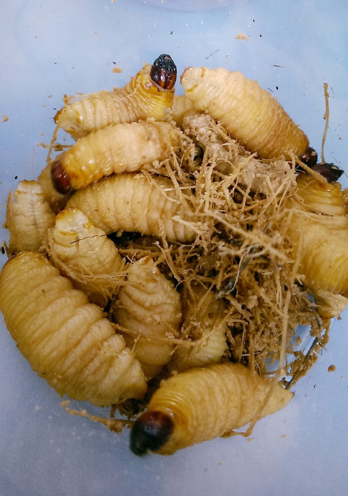 13 Makanan Tradisional Menarik Dari Sarawak